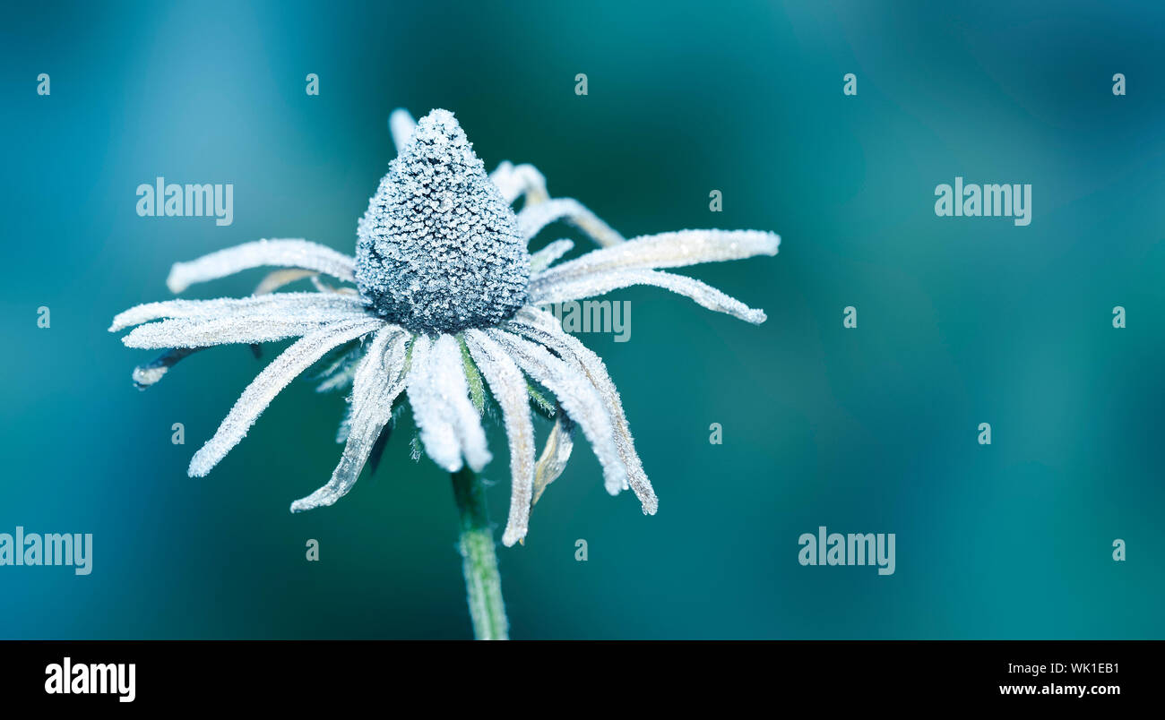 An image of an autumn icy flower Stock Photo - Alamy