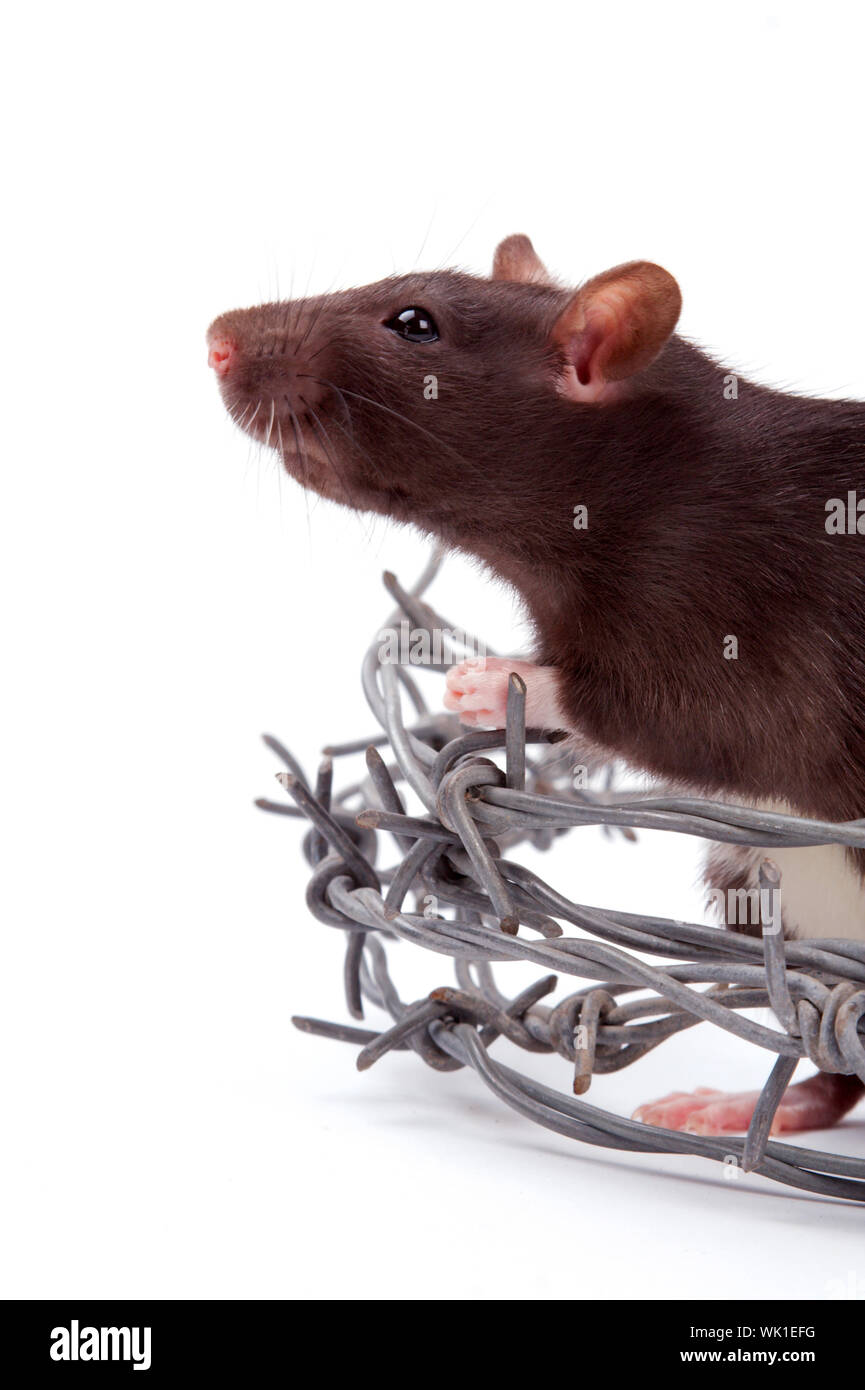 Rats very clever and artful rodents Stock Photo - Alamy