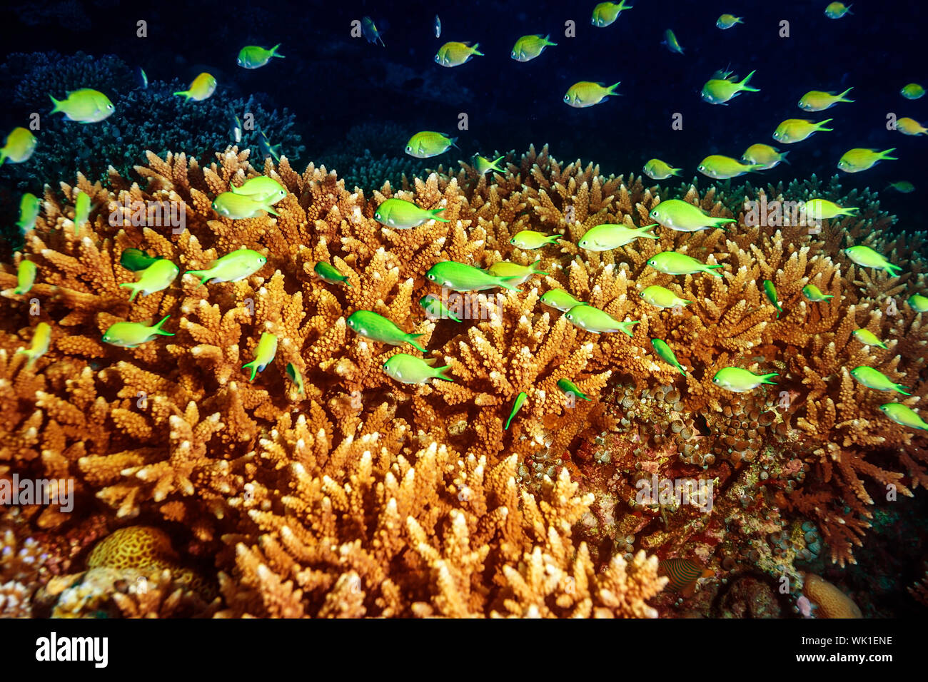 Beautiful marine life Stock Photo - Alamy
