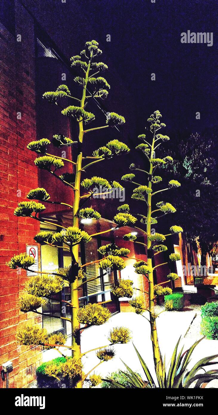 Agave trees hi-res stock photography and images - Alamy