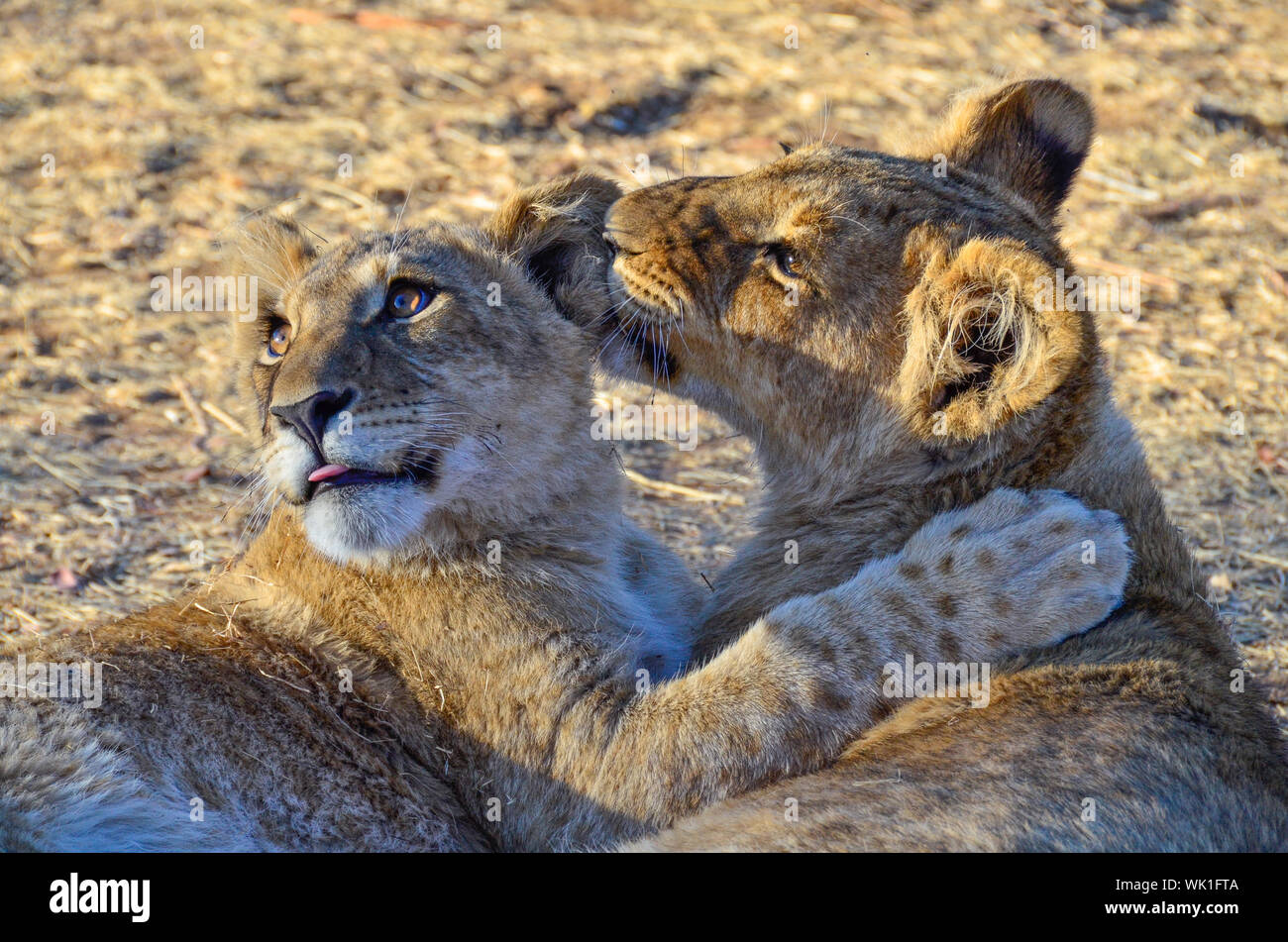 Lion grooming hi-res stock photography and images - Alamy