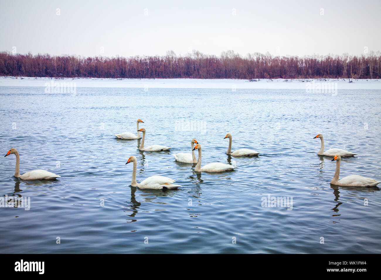 Swans on lake shore one hi-res stock photography and images - Alamy