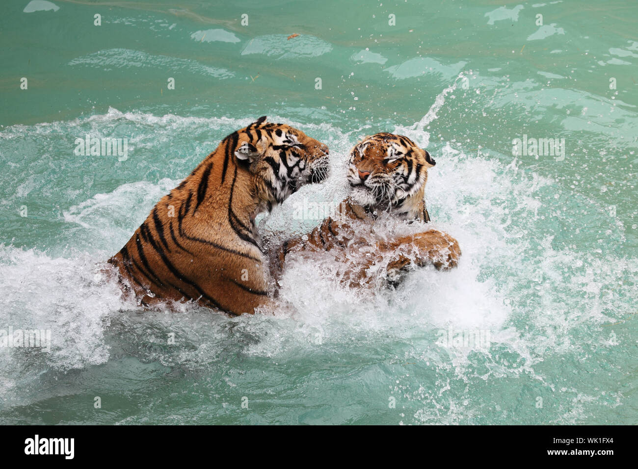 Fighting Tigers High Resolution Stock Photography and Images - Alamy
