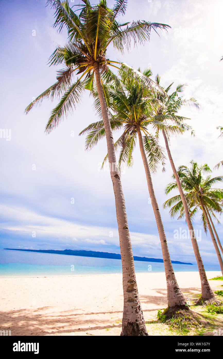 Coconut Palm tree on the sandy beach in Philippines Stock Photo - Alamy