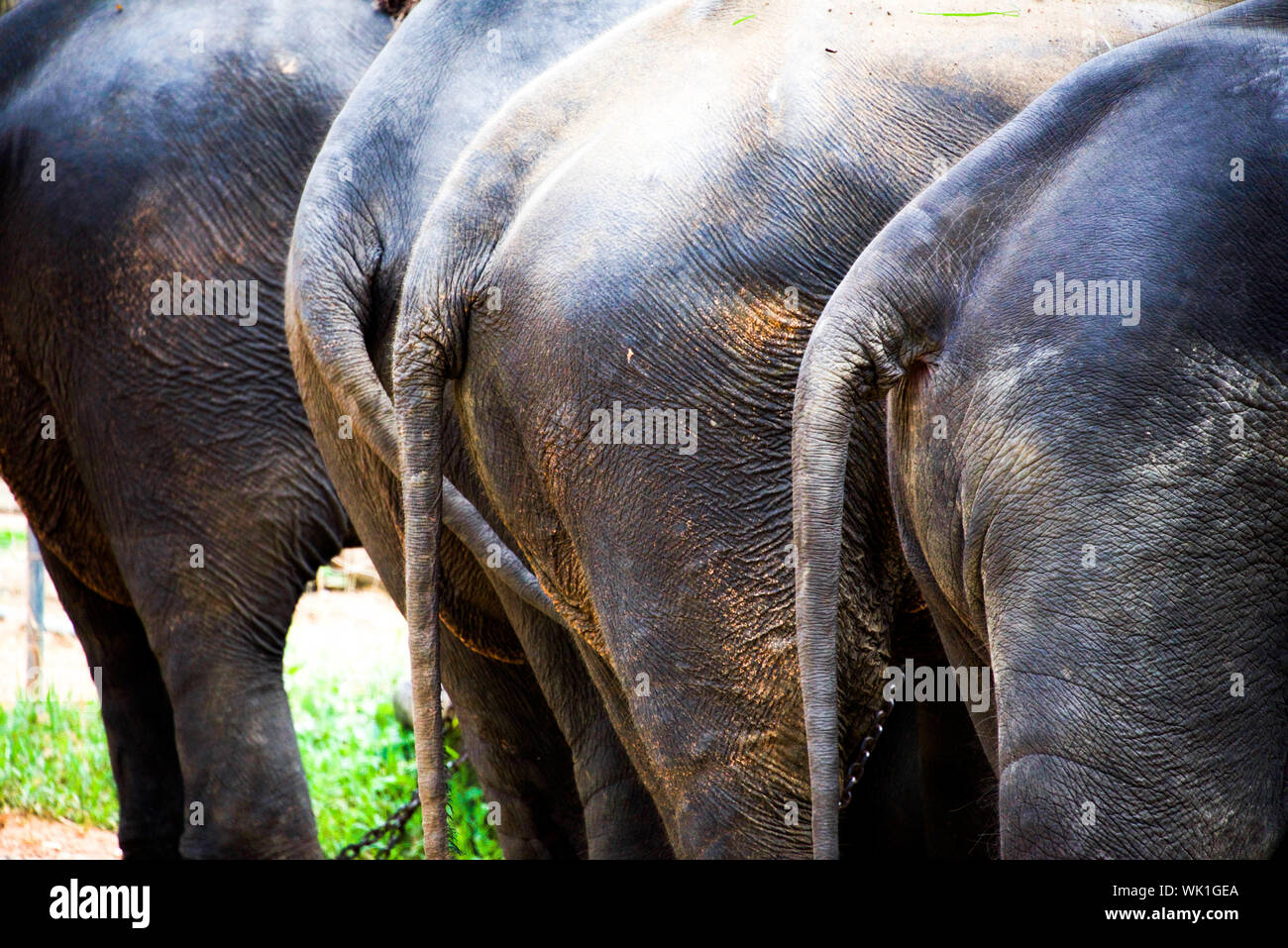Rear View Of Elephants High Resolution Stock Photography and Images - Alamy