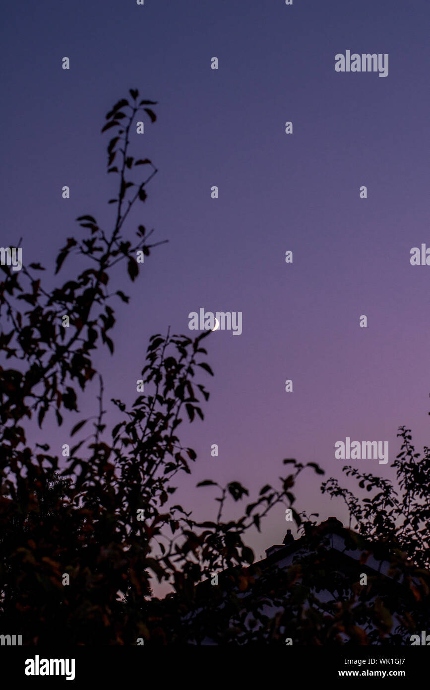 Crescent moon sets behind a tree early in the evening Stock Photo - Alamy