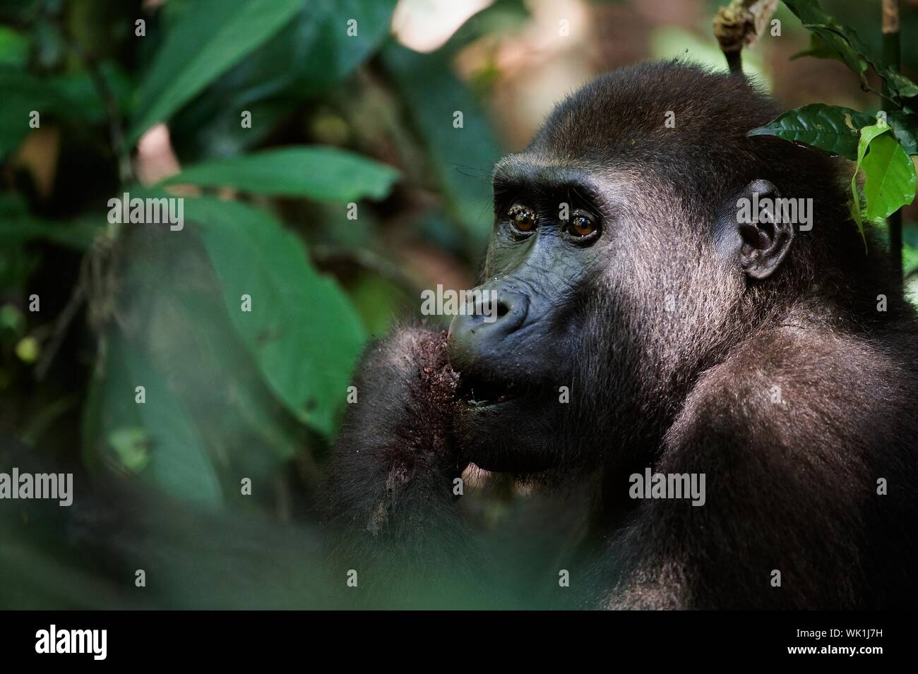 Gorillas are the largest of the primates Stock Photo - Alamy