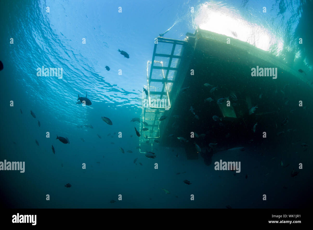 Truth Aquatics SCUBA dive boat the Conception was burned while at sea ...