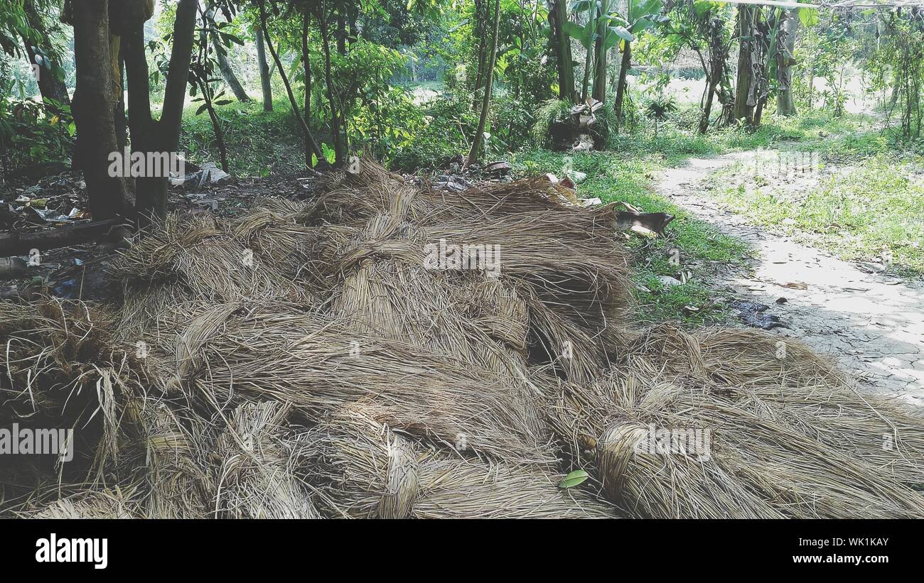 Tree Bundles High Resolution Stock Photography and Images - Alamy