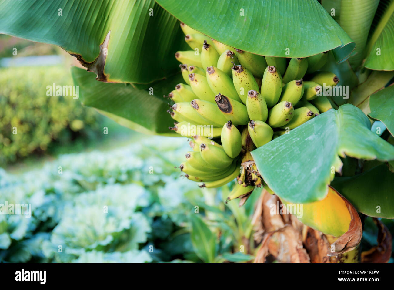 Banana on tree in farm with the sunlight Stock Photo - Alamy