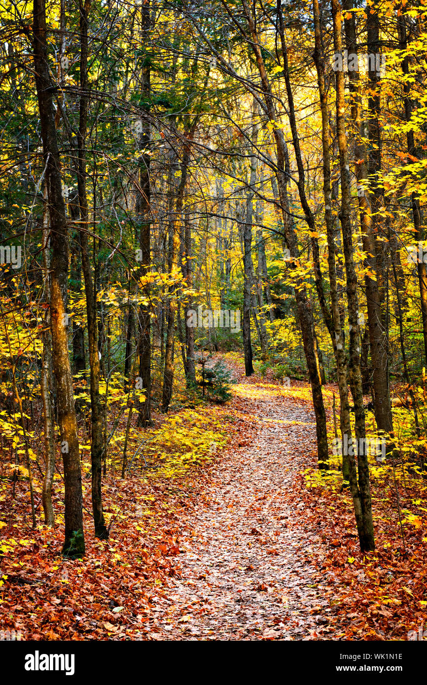 Fall forest path with fallen leaves covering the ground, Algonquin Park ...