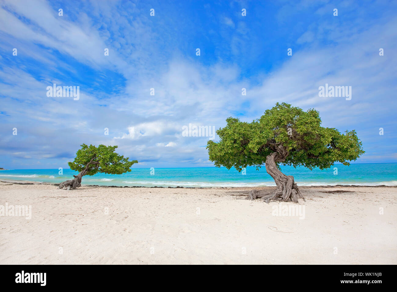 Divi divi tree on Eagle beach, Aruba Stock Photo - Alamy