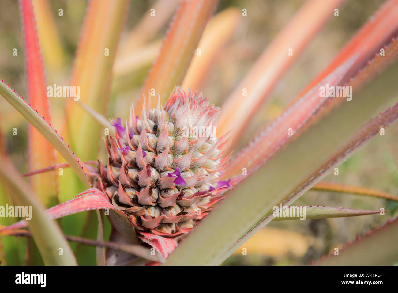 Pineapple on tree in farm with the sunlight Stock Photo - Alamy