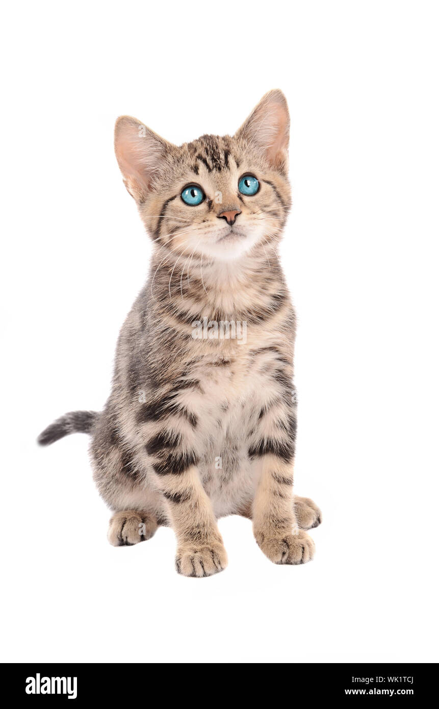 Stray kitten sitting on Cut Out Stock Images & Pictures - Alamy