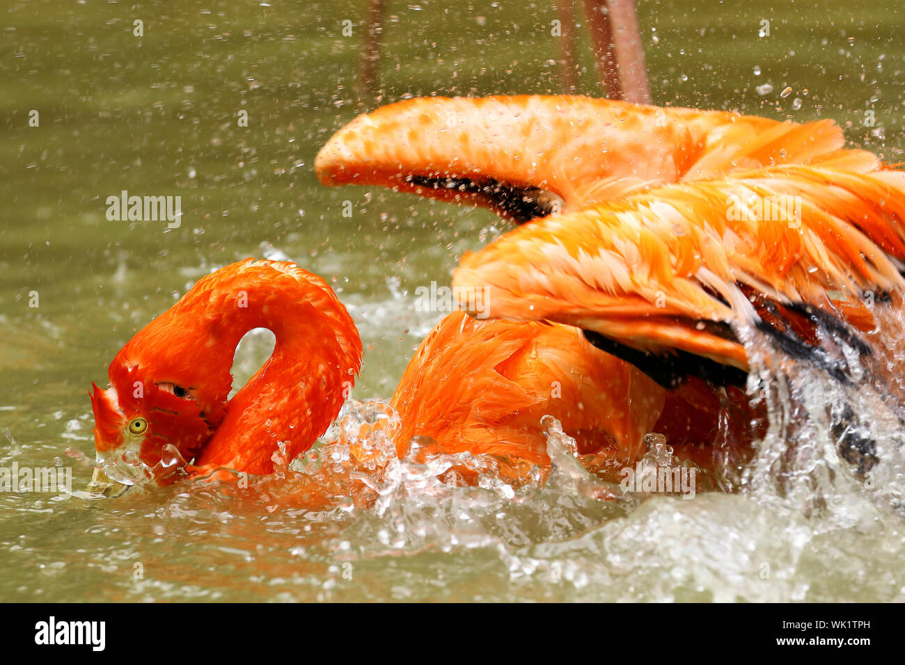 Splashing flamingo hi-res stock photography and images - Alamy