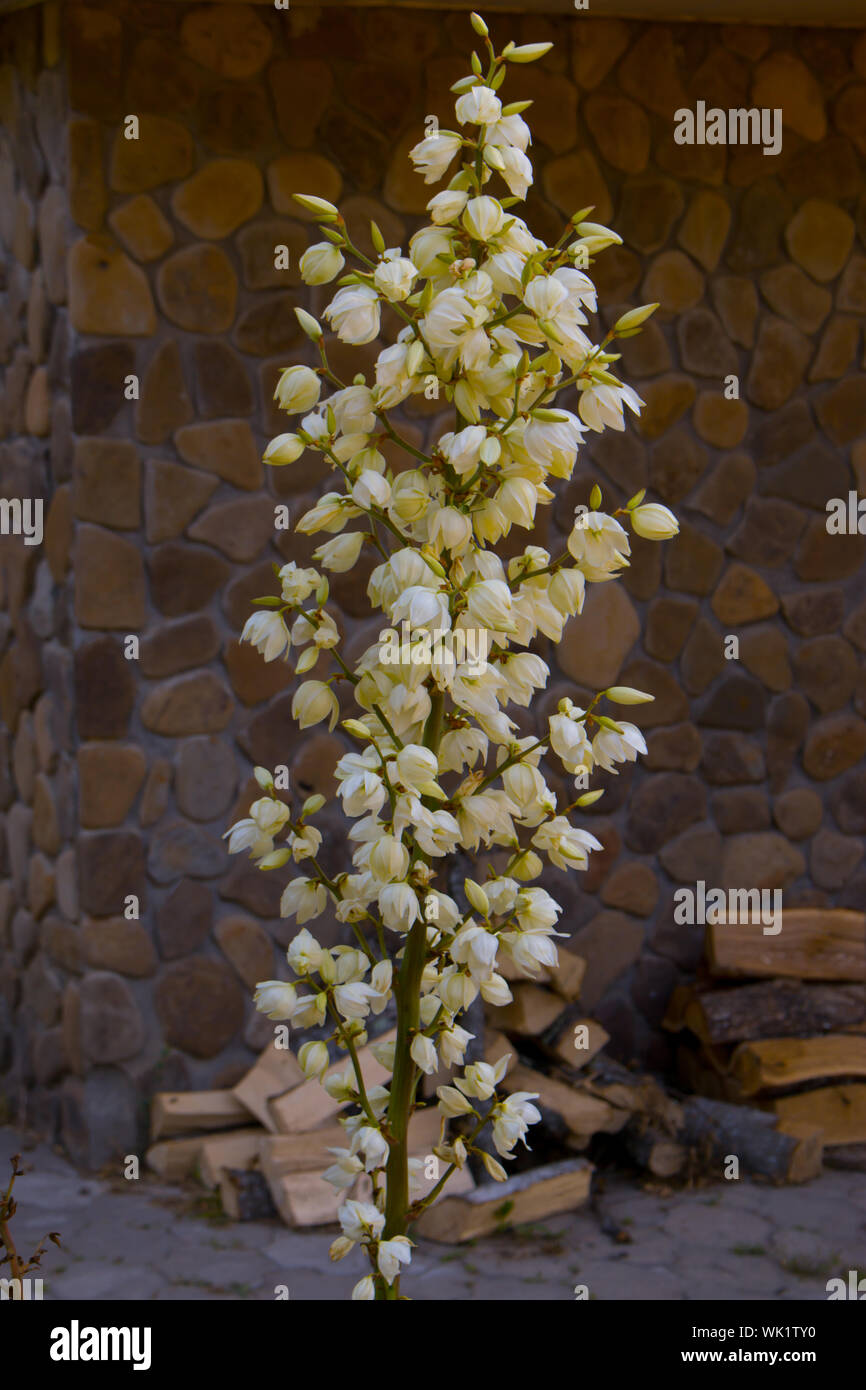 Yuka palm tree hi-res stock photography and images - Alamy