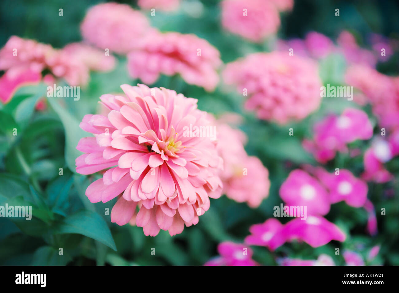 Pink zinnia flower in garden with background Stock Photo - Alamy