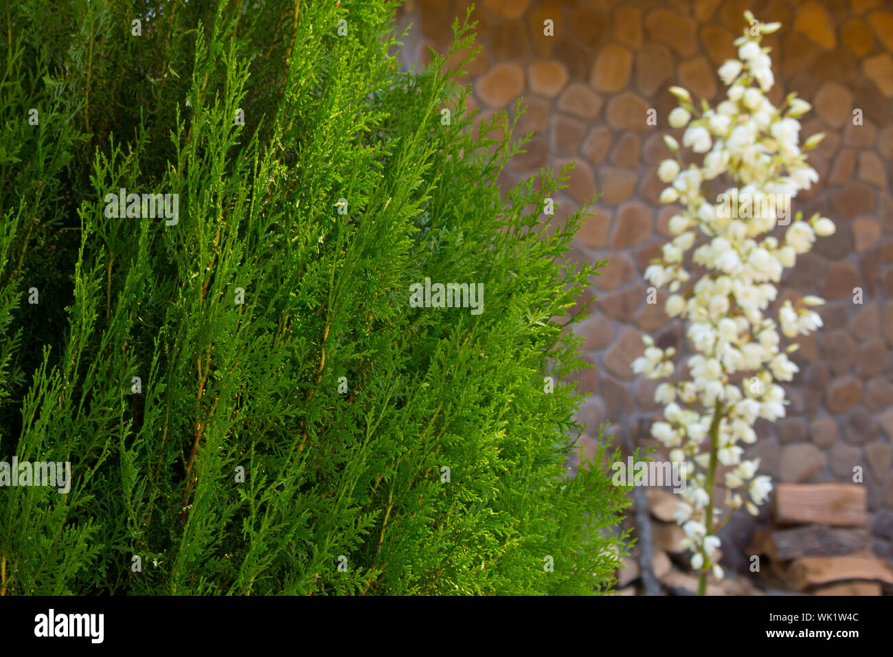 Yuka palm tree hi-res stock photography and images - Alamy