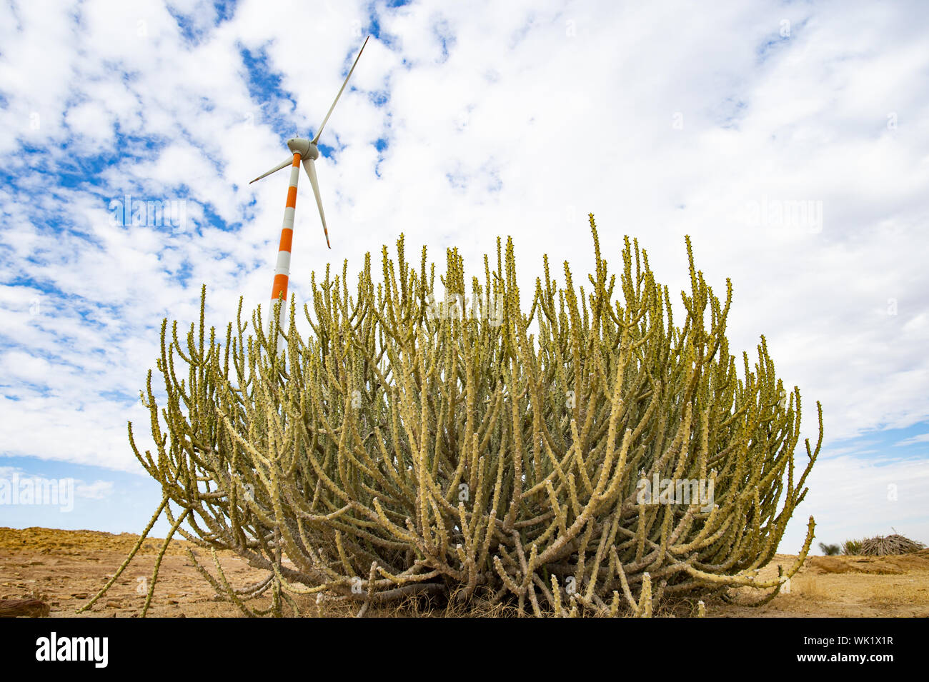 (Selective focus) Beautiful green Euphorbia Caducifolia (Thhor, Danda ...
