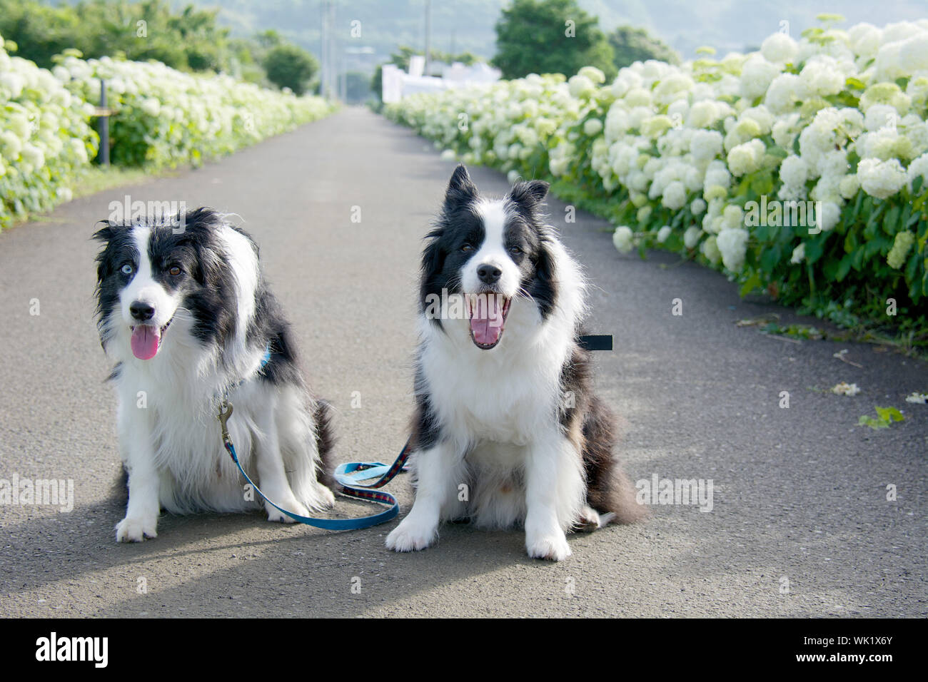 Two border collies hi-res stock photography and images - Alamy