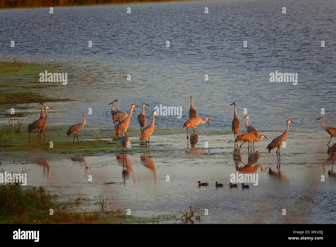bird, wildlife, crane, nature, sandhill crane, animal, birds, sandhill ...
