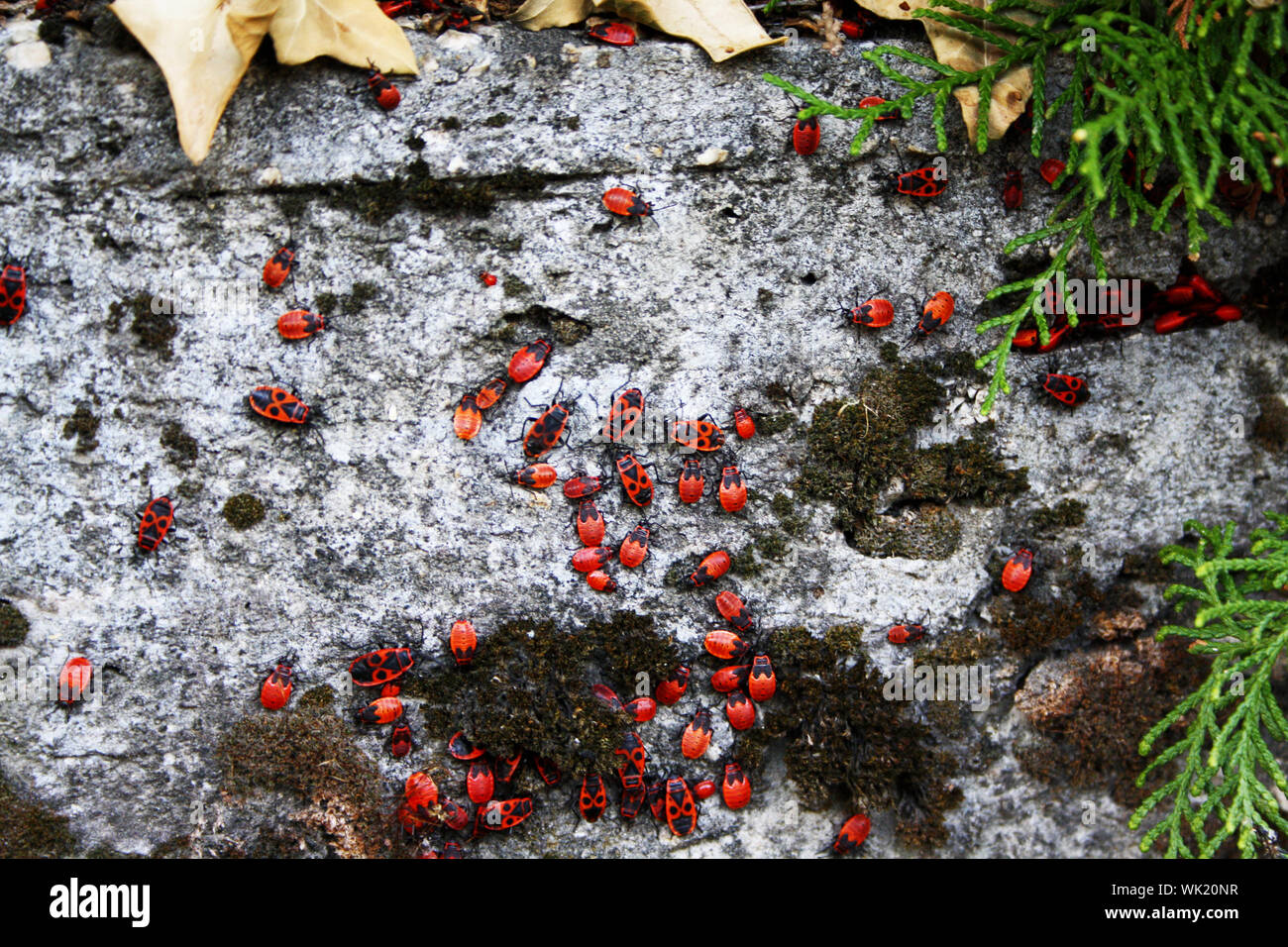 Insects community hi-res stock photography and images - Alamy