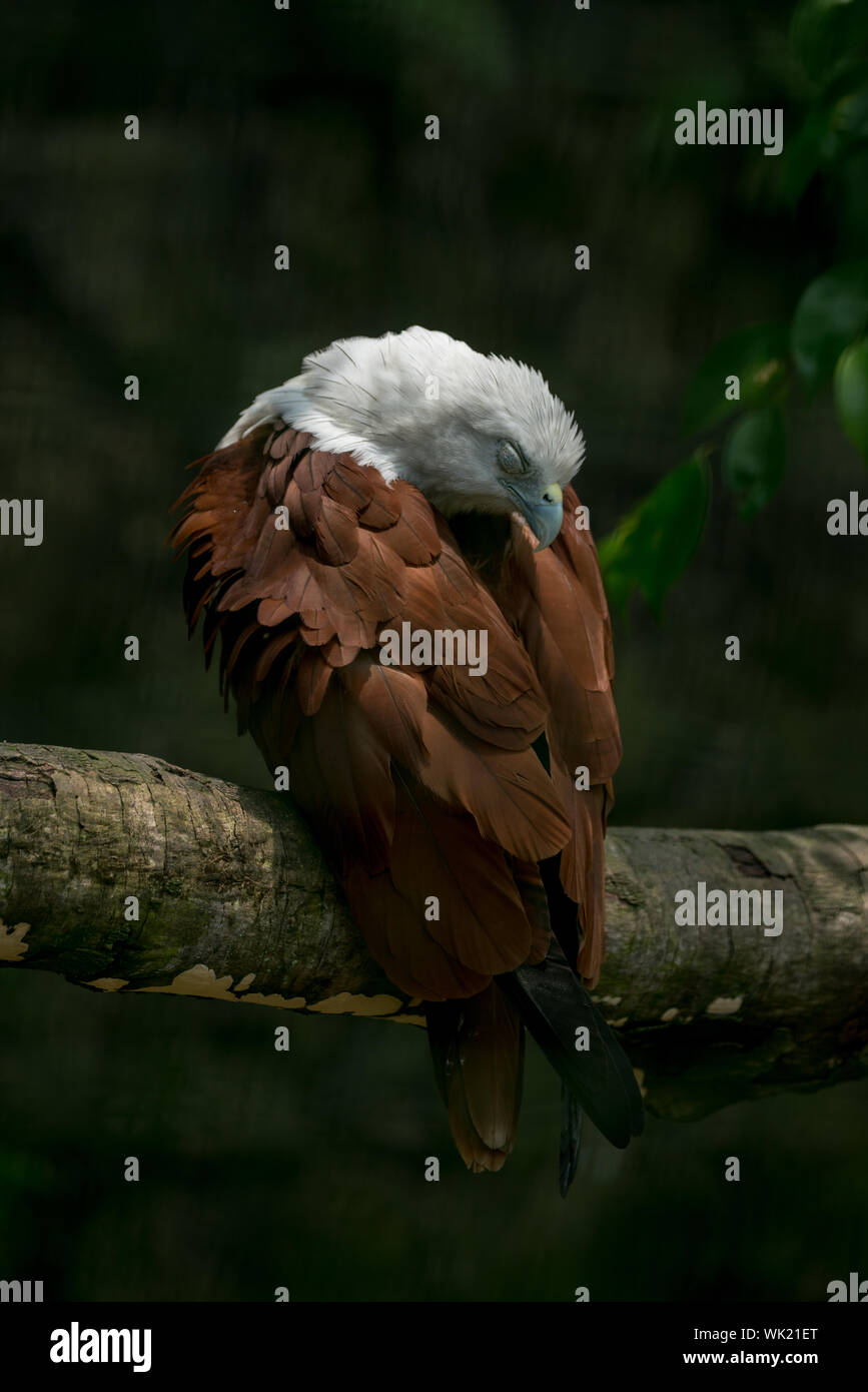 Sleeping Eagle High Resolution Stock Photography and Images - Alamy