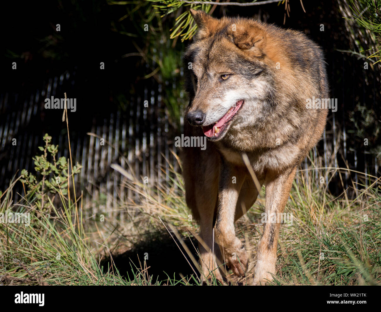 Wolf in grass field hi-res stock photography and images - Alamy