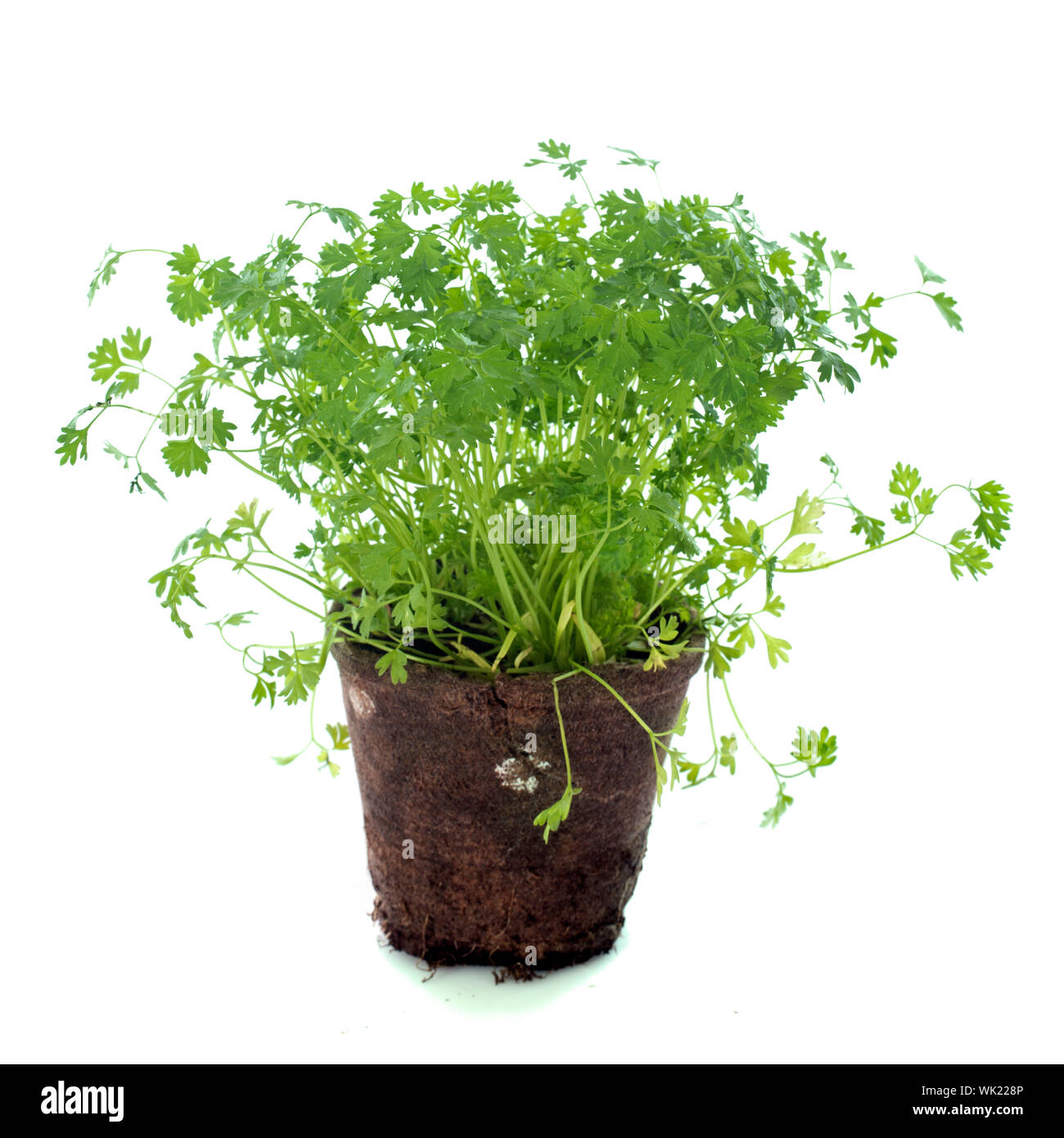 Chervil garden Cut Out Stock Images & Pictures - Alamy