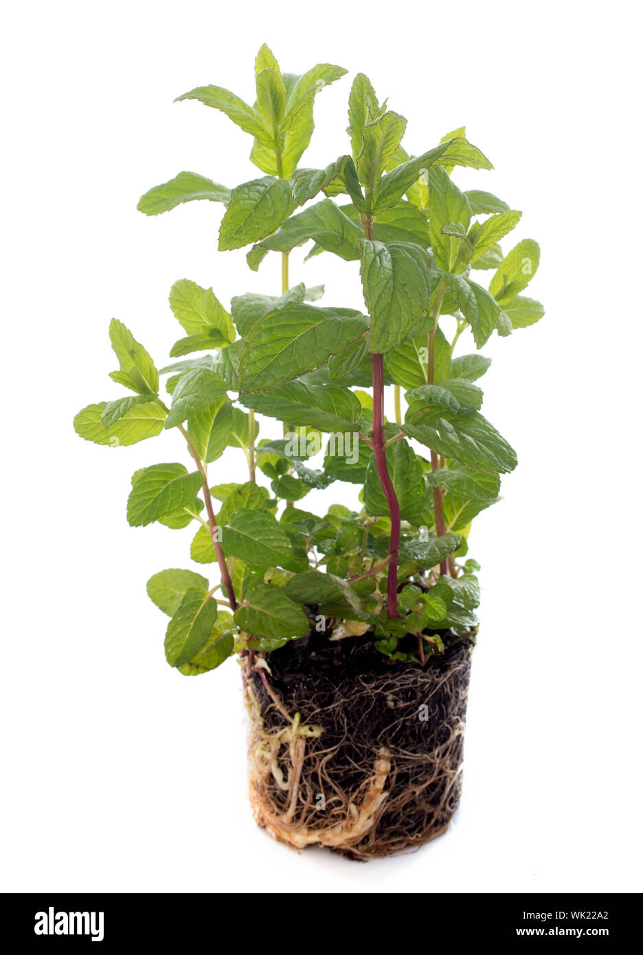 fresh Mentha in front of white background Stock Photo - Alamy
