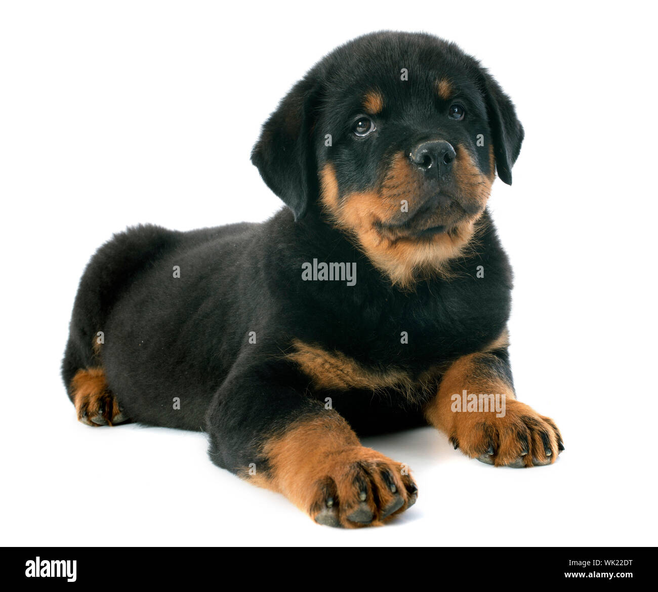portrait of a purebred puppy rottweiler in front of white background ...
