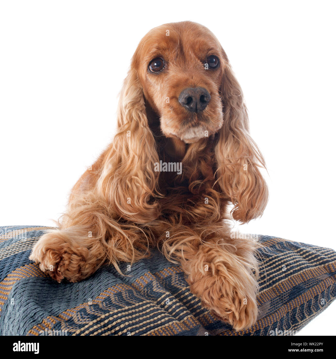 portrait of a purebred english cocker in a studio Stock Photo - Alamy