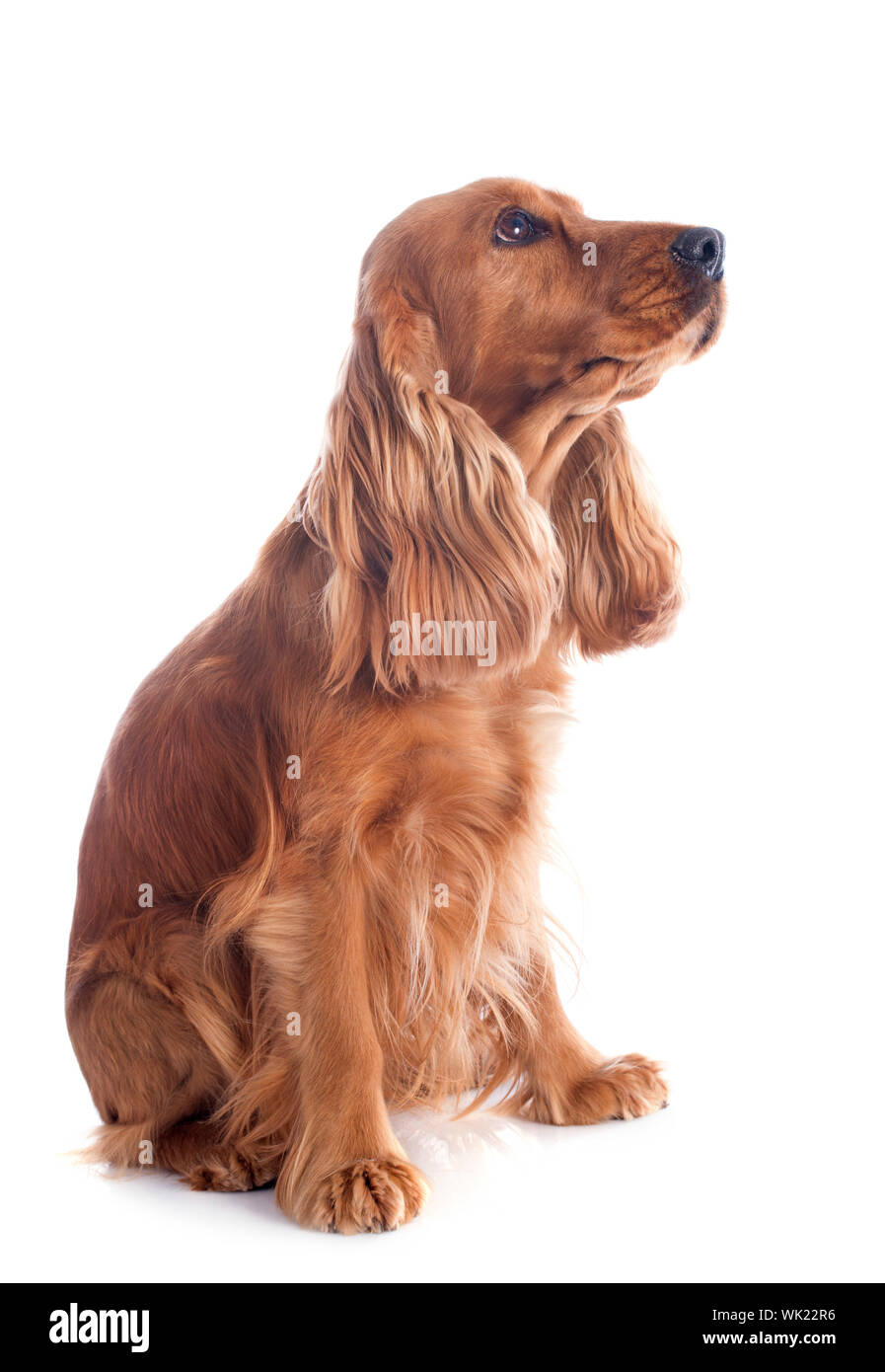 portrait of a purebred english cocker in a studio Stock Photo - Alamy