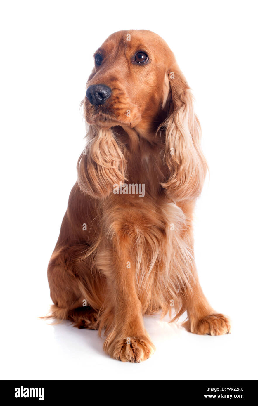portrait of a purebred english cocker in a studio Stock Photo - Alamy