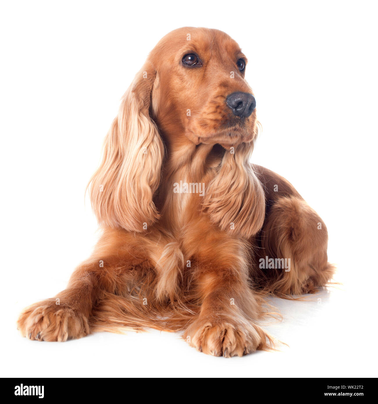 portrait of a purebred english cocker in a studio Stock Photo - Alamy