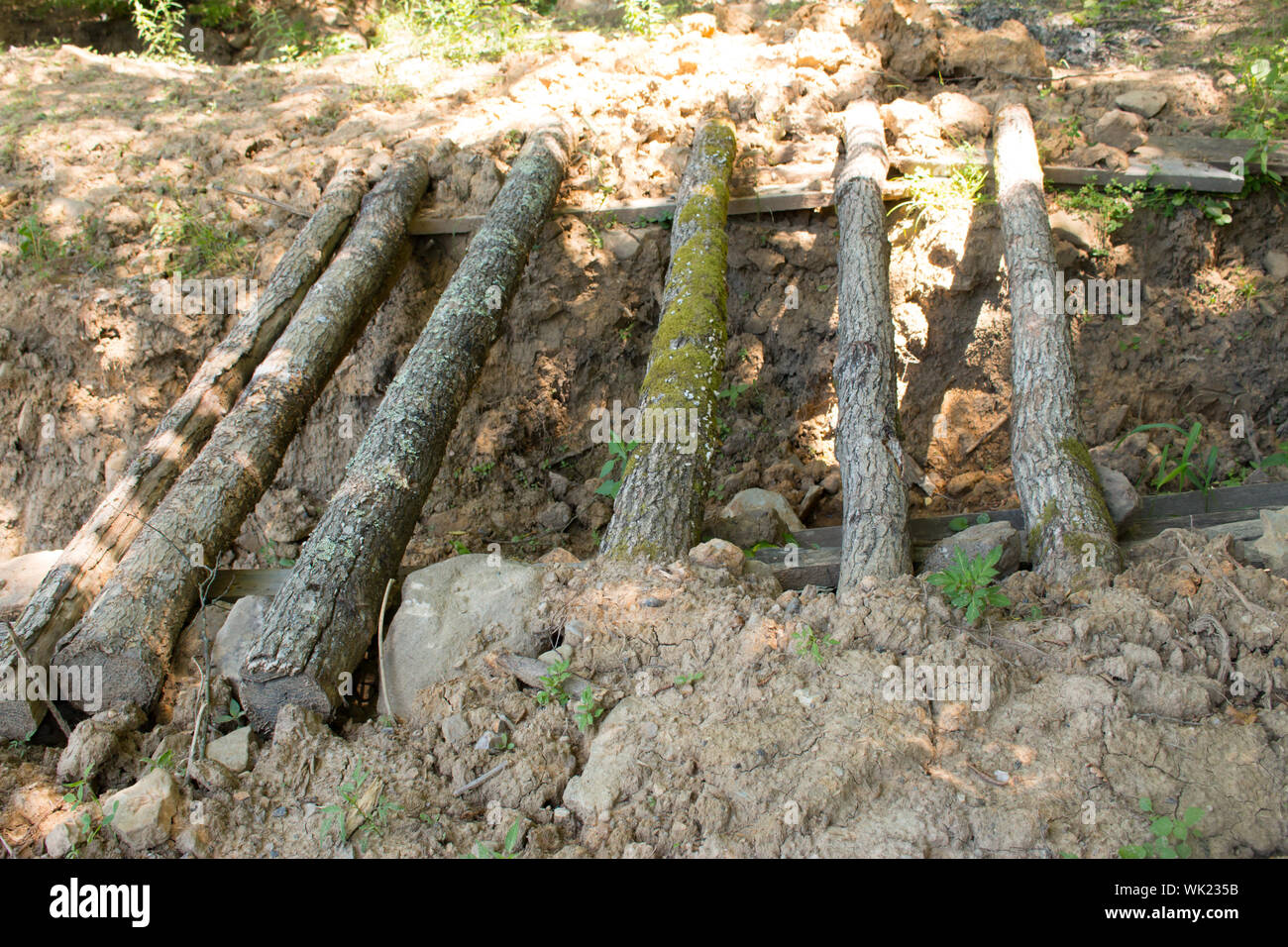 Gully root hi-res stock photography and images - Alamy