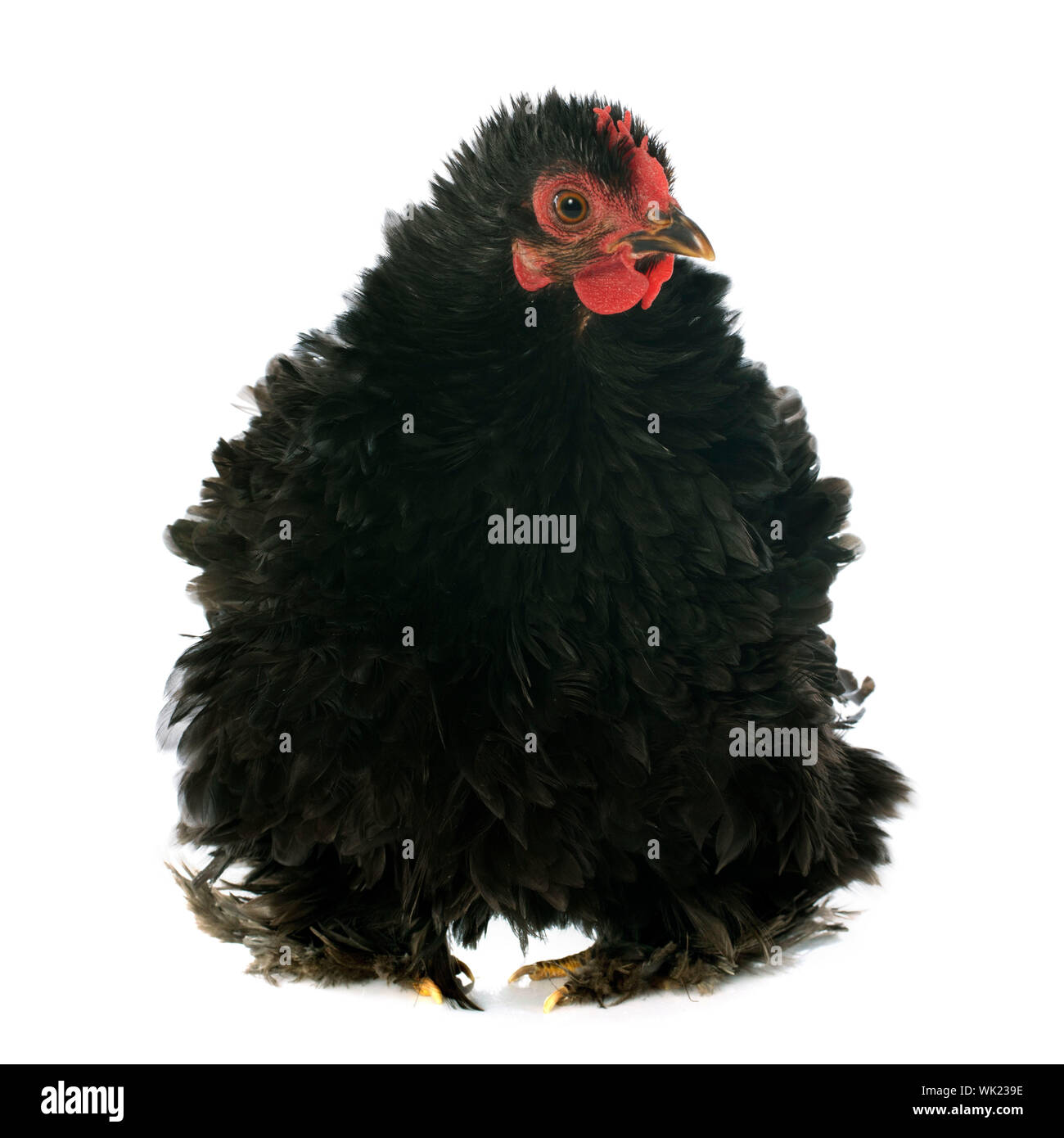Pekin chicken in front of white background Stock Photo - Alamy