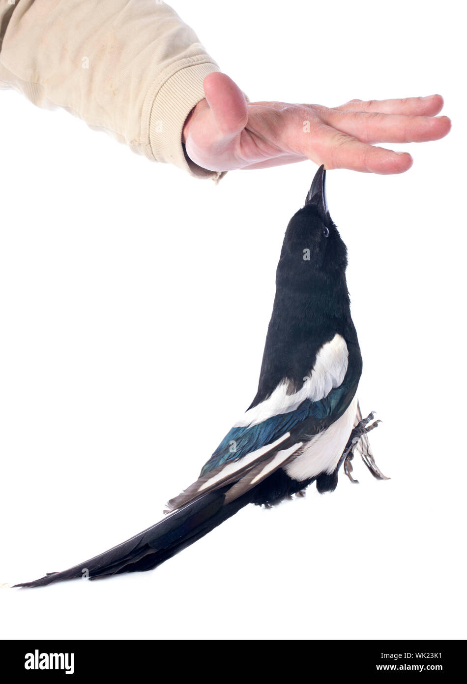 Eurasian Magpie in front of white background Stock Photo - Alamy