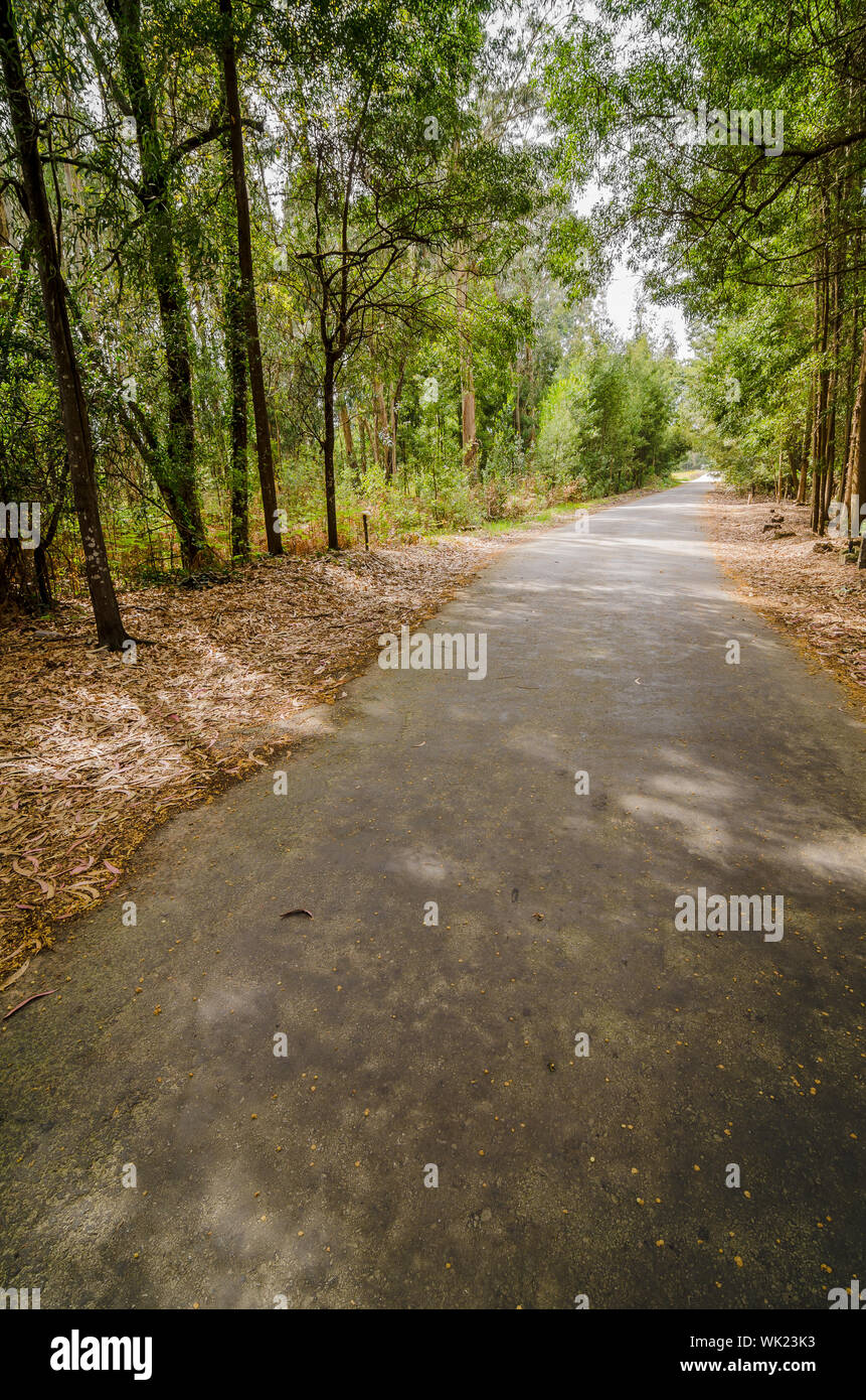 Road in autumn wood. Nature composition Stock Photo - Alamy