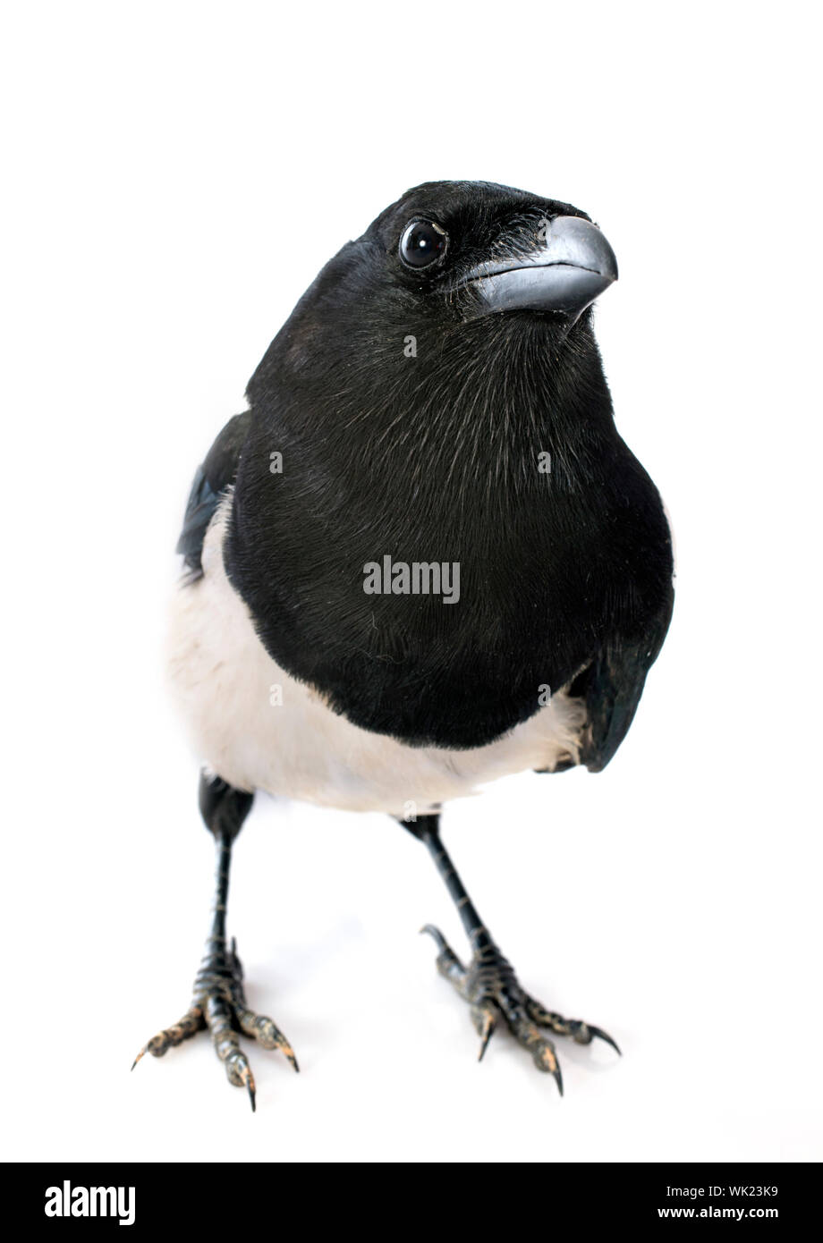 Eurasian Magpie in front of white background Stock Photo - Alamy