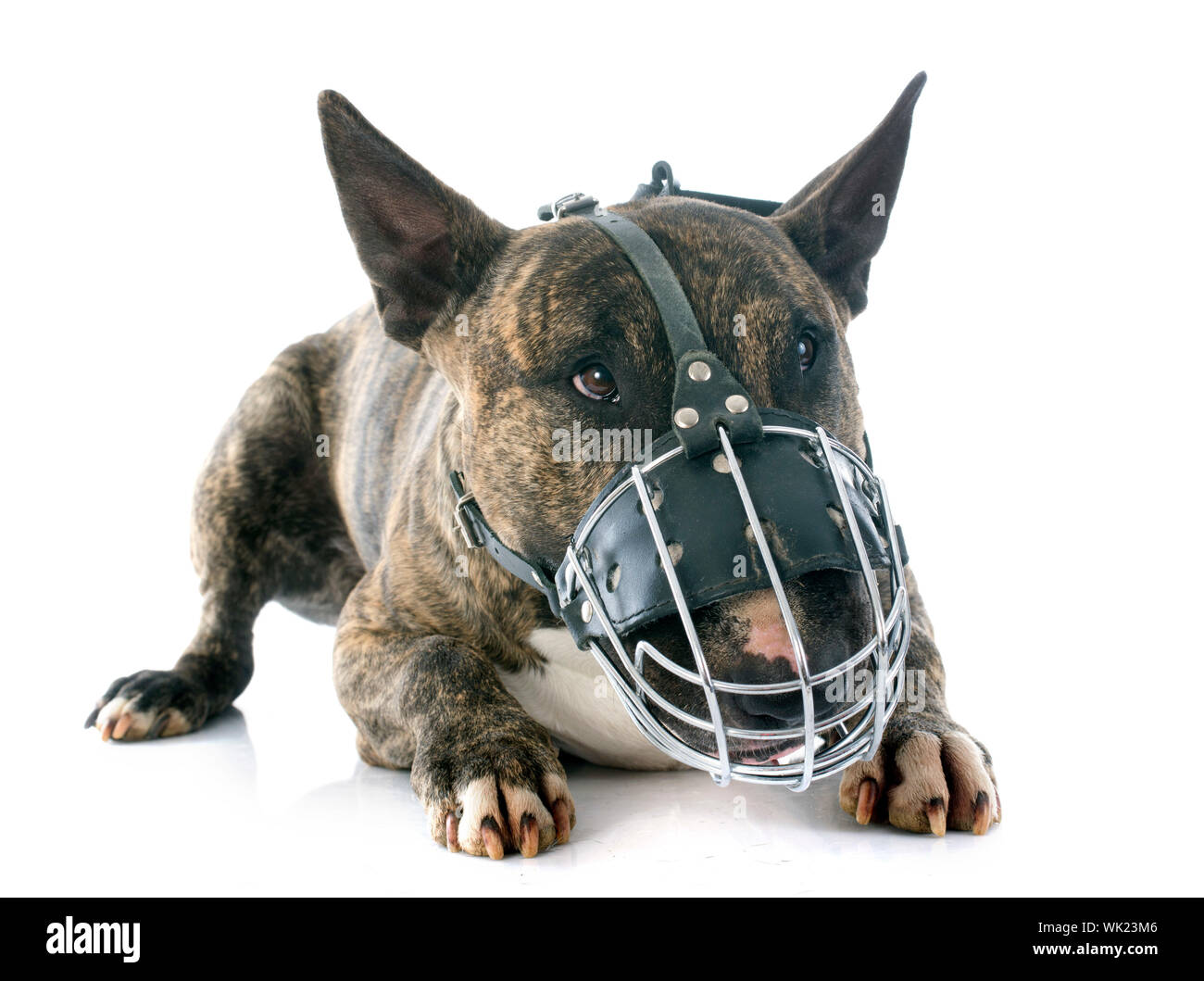 bull terrier and muzzle in front of white background Stock Photo - Alamy