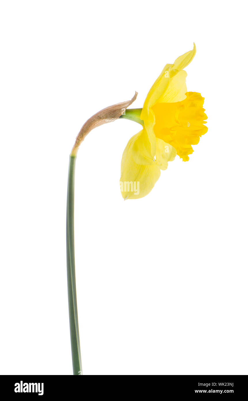 Yellow jonquil flower isolated on white background Stock Photo - Alamy
