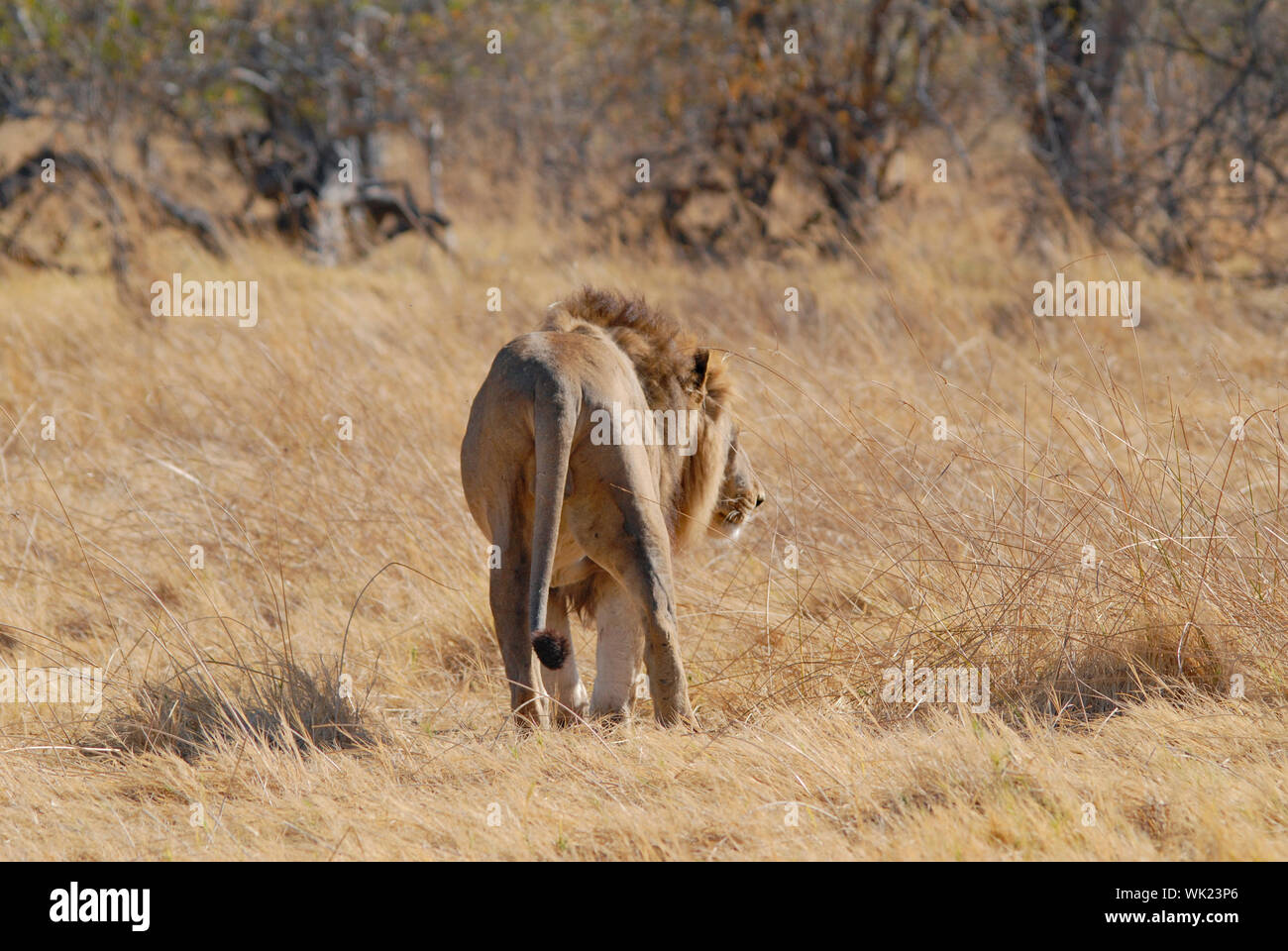 Rear view lion hi-res stock photography and images - Alamy