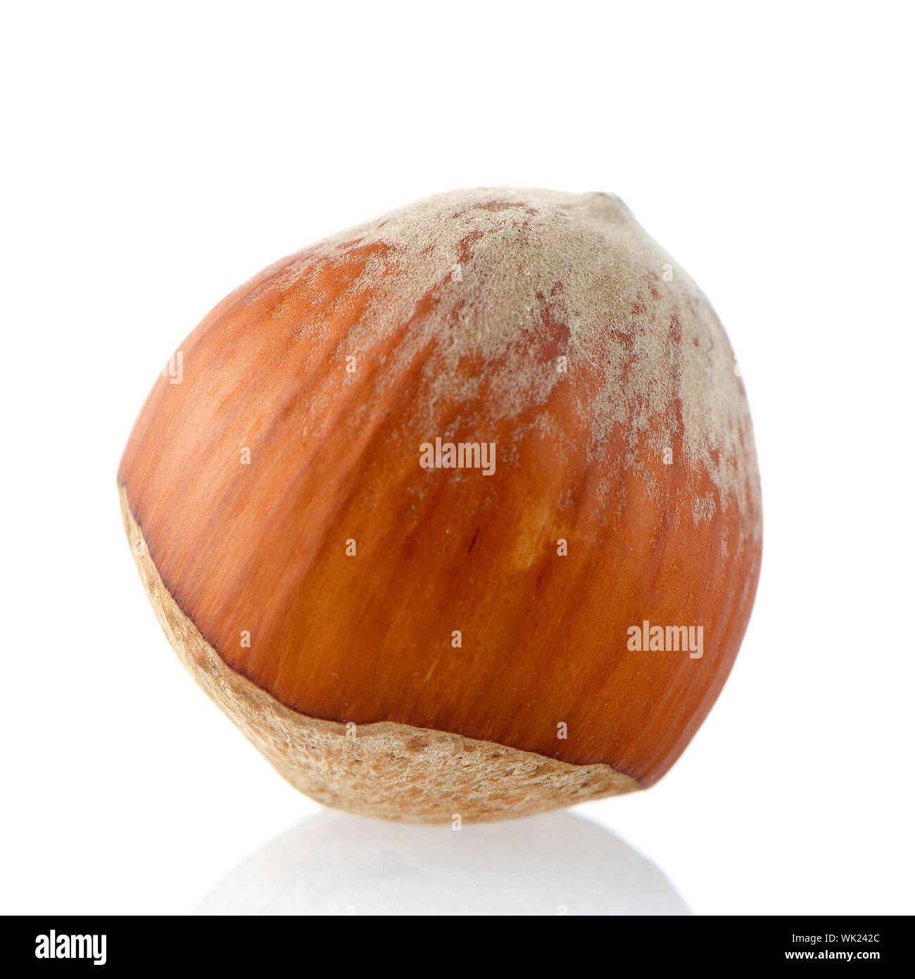 Hazelnut isolated on white background Stock Photo - Alamy