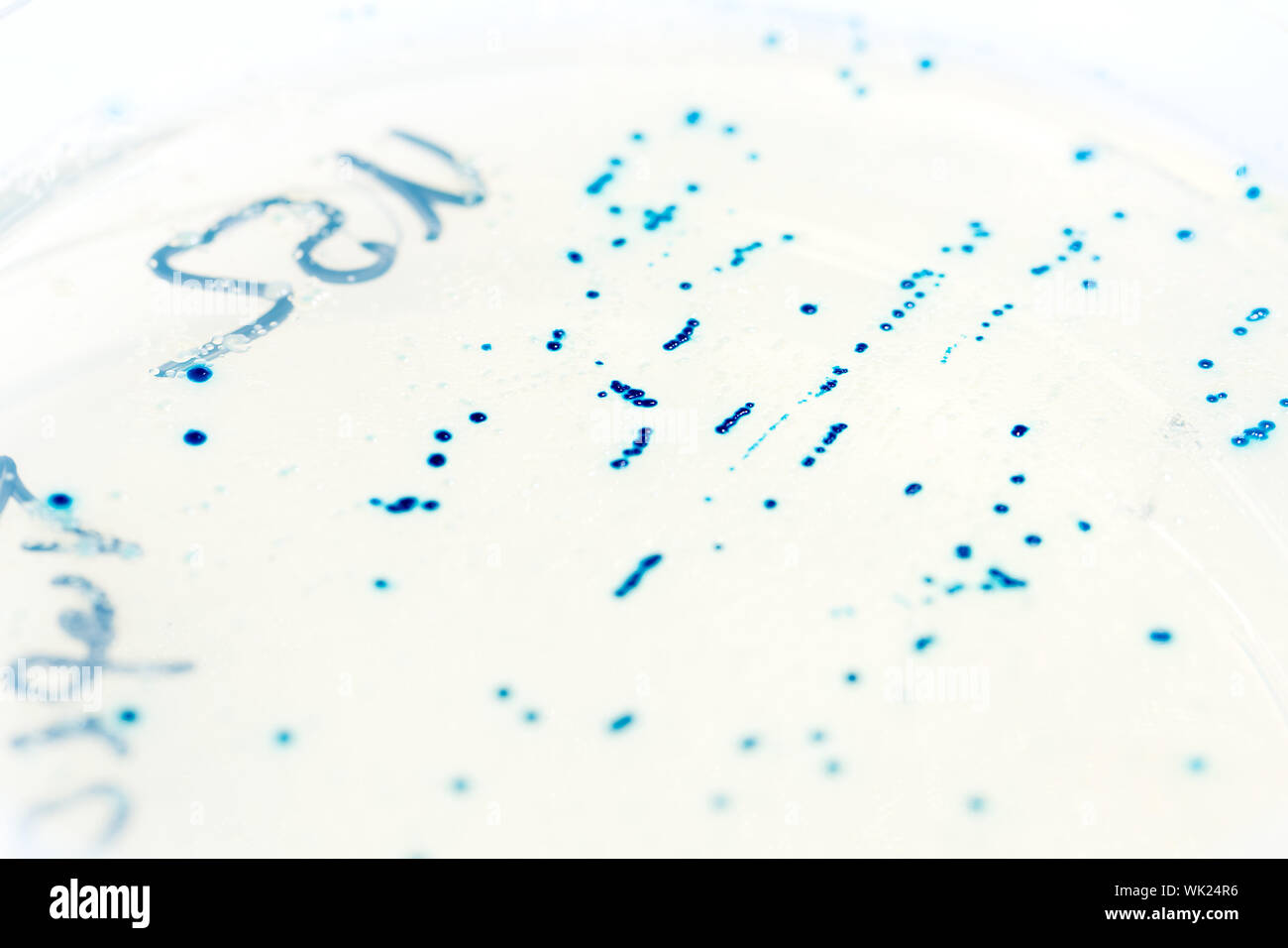 Agar plate with bacterial colonies transformed with plasmid DNA Stock ...