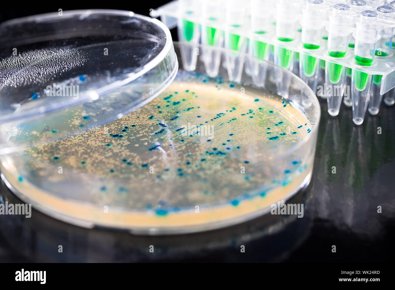Bacterial colony picking for DNA cloning Stock Photo - Alamy