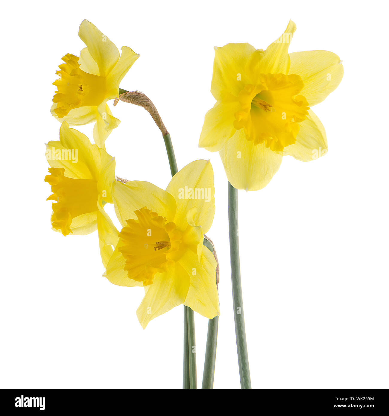 Yellow jonquil flowers isolated on white background Stock Photo - Alamy