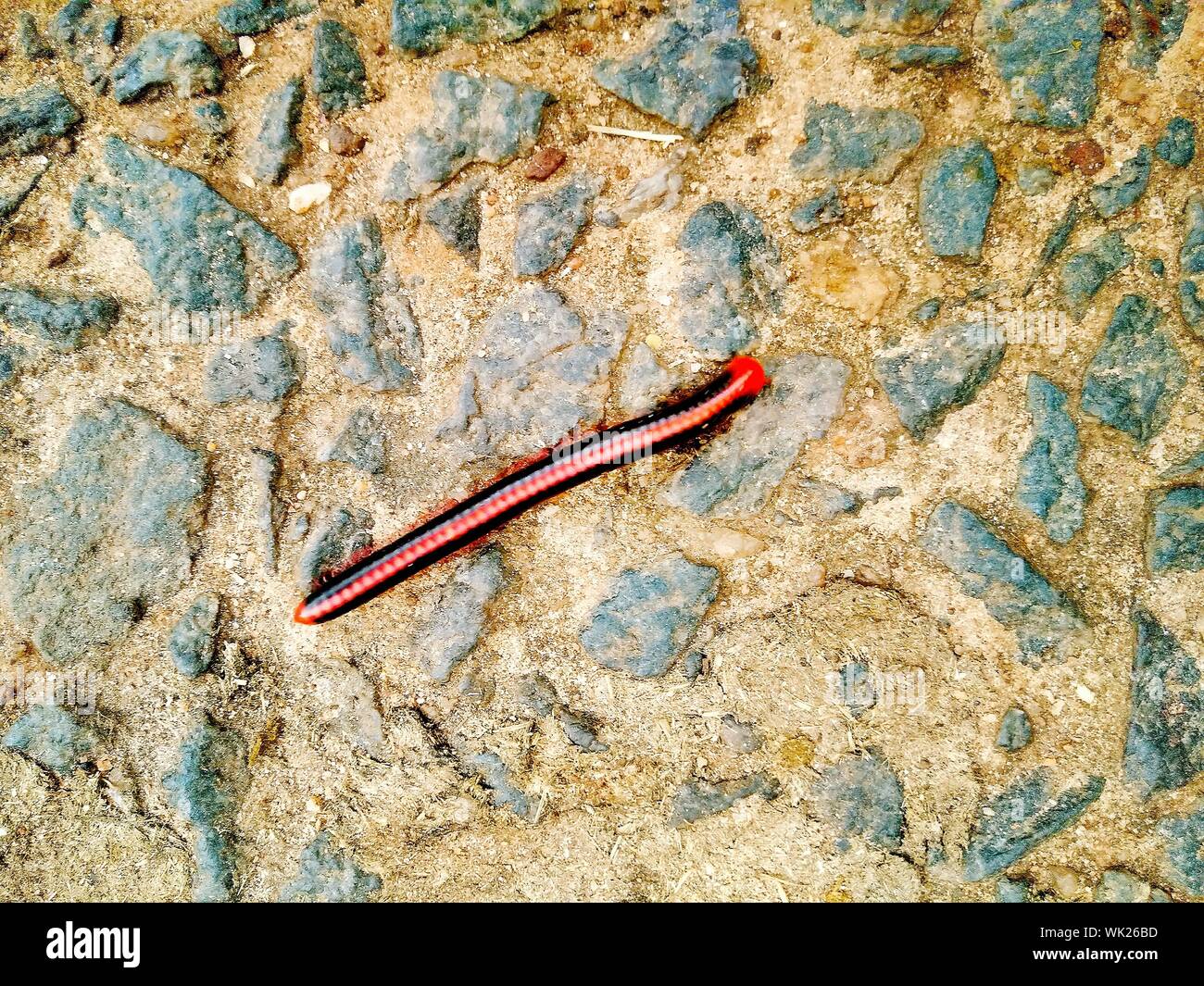 Red worm hi-res stock photography and images - Alamy