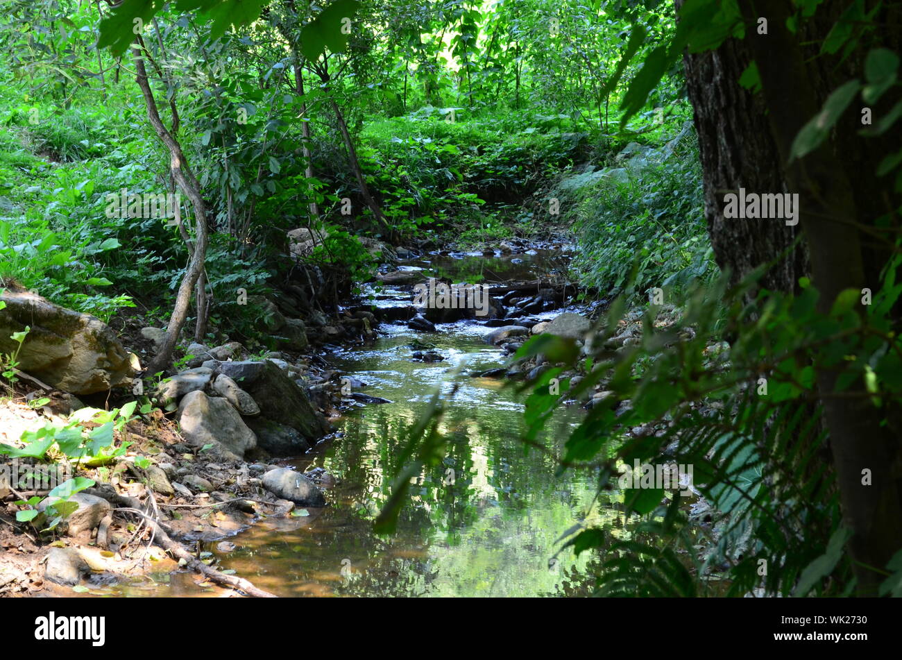 Plants Growing By Stream At Forest Stock Photo - Alamy
