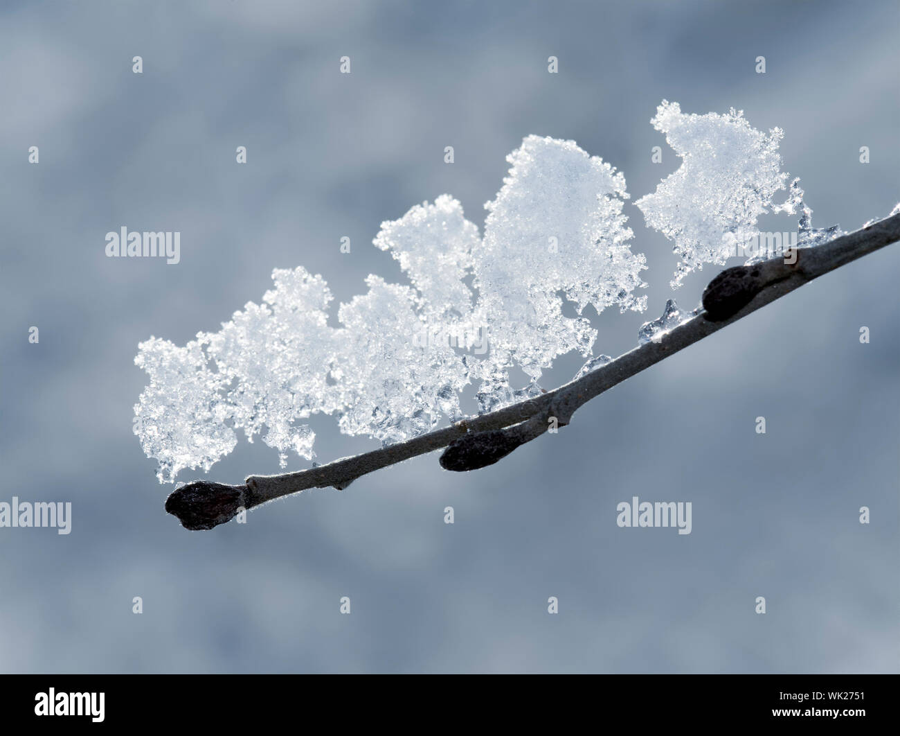 Snow melting on a tree branch Stock Photo - Alamy